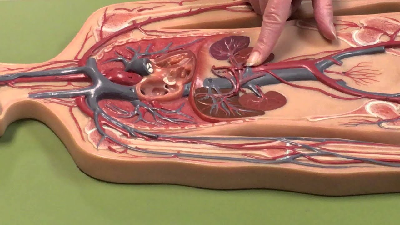 Anatomy artery and vein flat flat man model. - YouTube