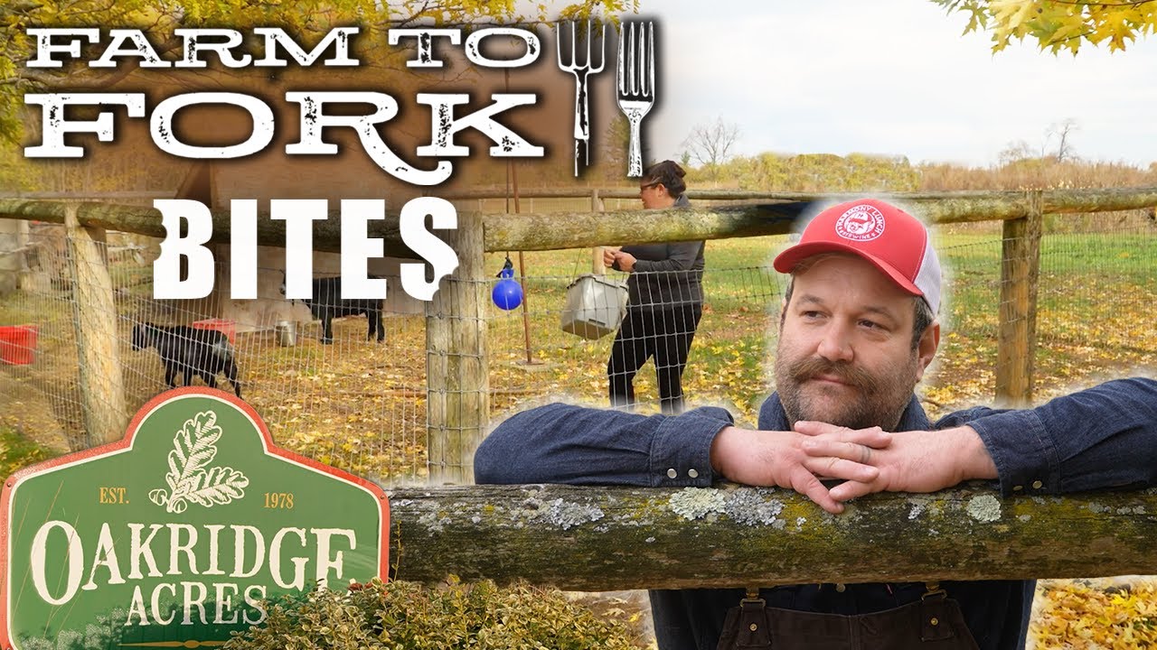 Oakridge Acres: "Bison Beginnings" - Farm to Fork Bites - YouTube