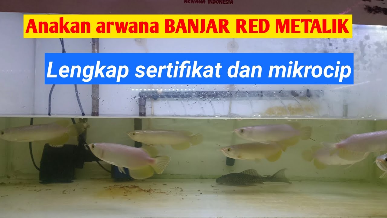 Arowana Banjar red metalik - YouTube