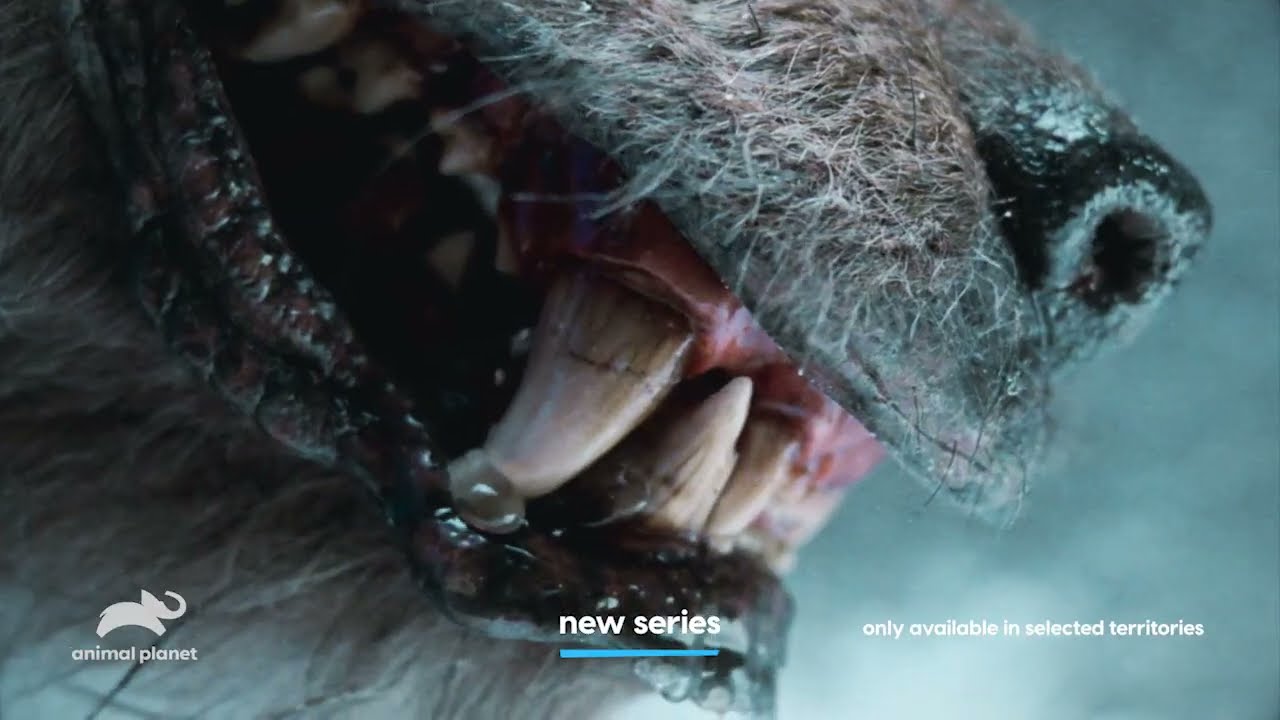 Animal Planet Animal Armory - YouTube