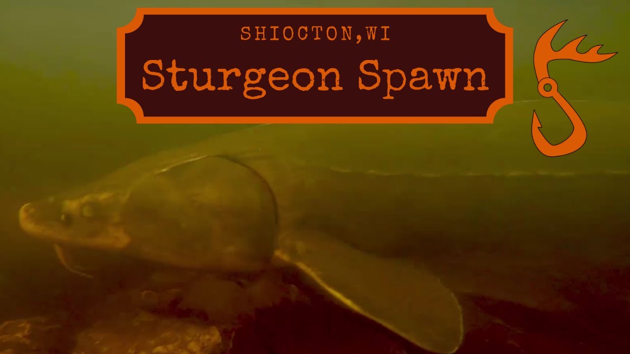 Sturgeon Spawn - Shiocton, WI (UNDERWATER FOOTAGE) - YouTube