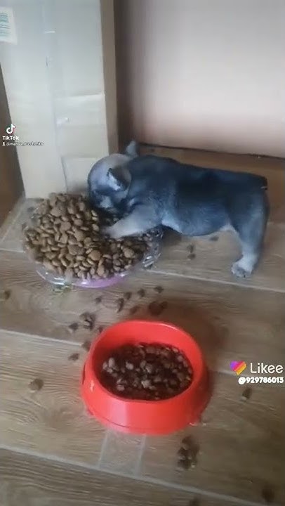 Жорик Обжорик - YouTube