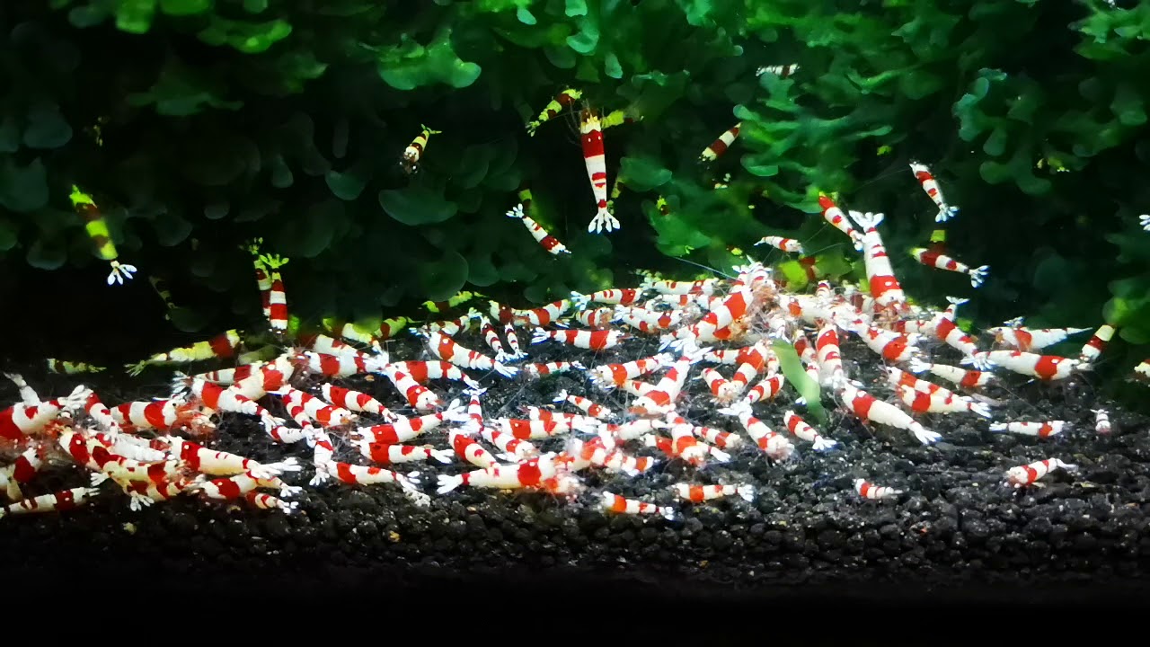 Ellen Wang Pure Red Line PRL Shrimp - YouTube