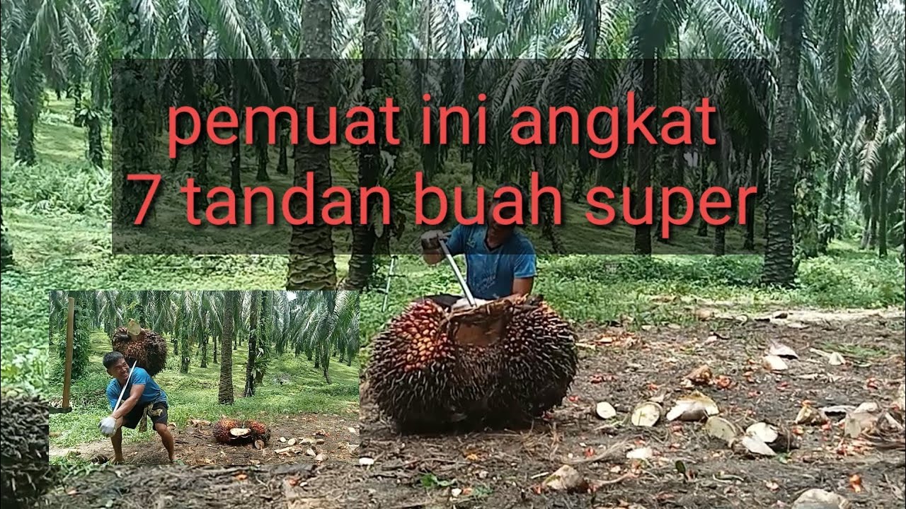 angkat 7 tandan buah super - YouTube