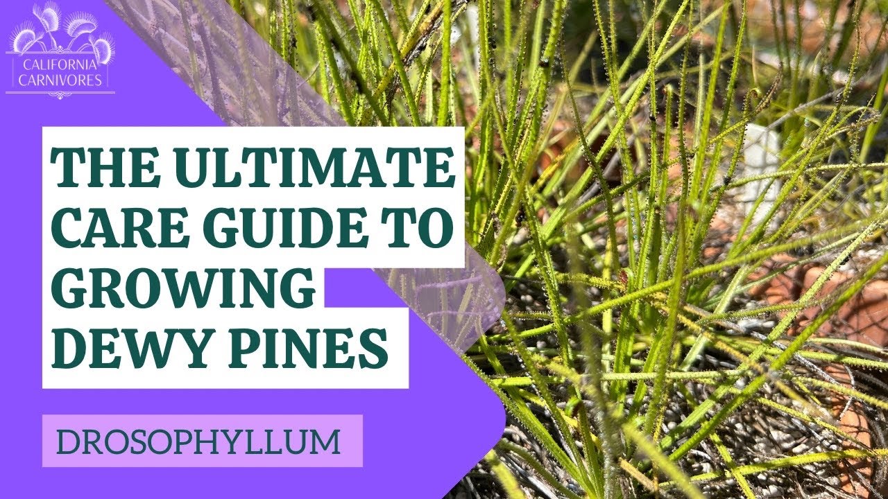 Ultimate Dewy Pine Care Guide; How to Grow Drosophyllum - YouTube