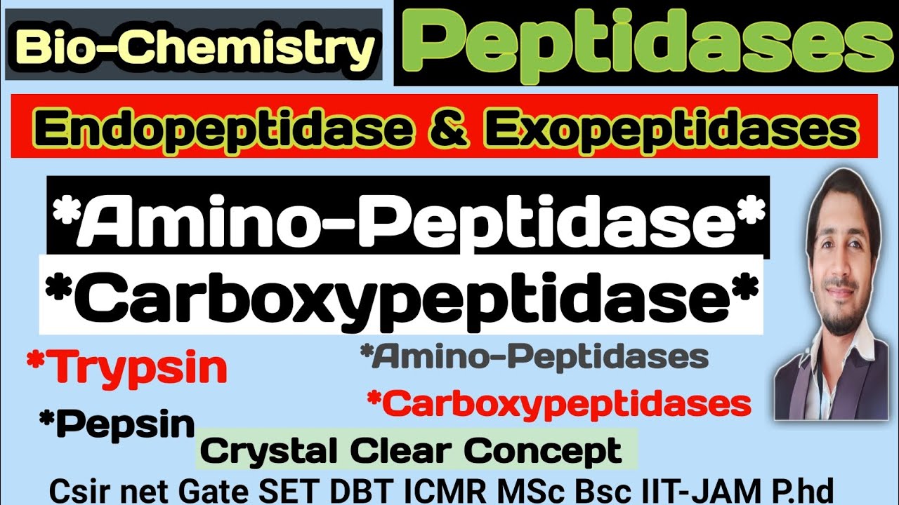Biochemistry- Peptidases and peptide bond Digestion. Exopeptidases ...