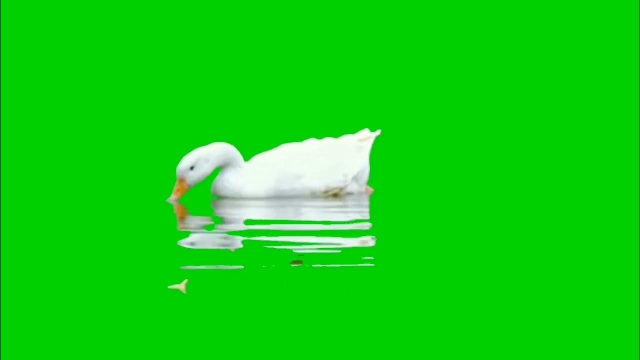 duck green screen /chromokey use /no copy right/free to use-BiRDs ...