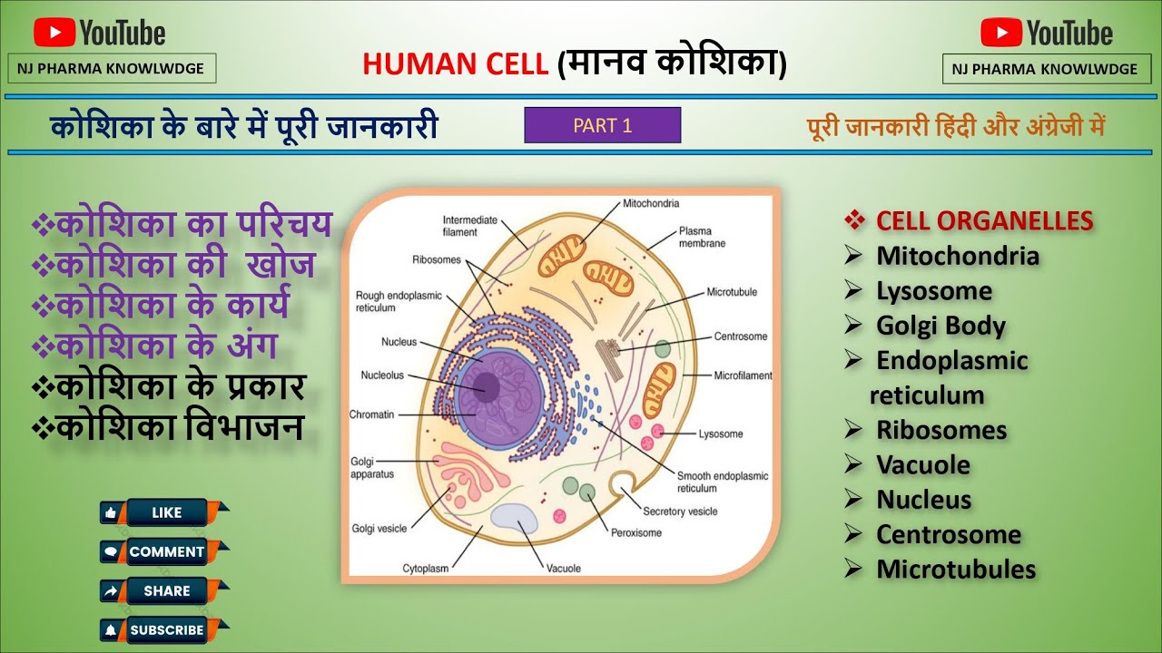 Human cell introduction in hindi | Cell Organelle | Biology | Cell ...