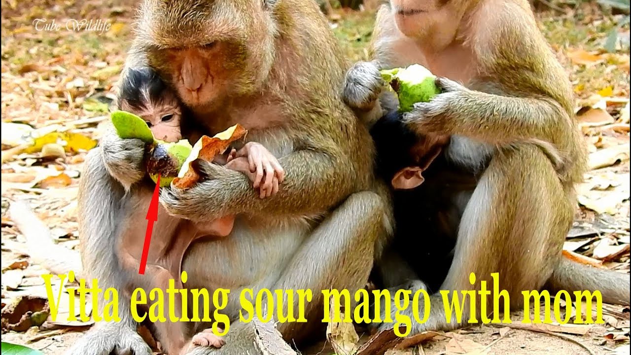 Gorgeous baby monkey looks so hungry challenging to eat sour mango with ...