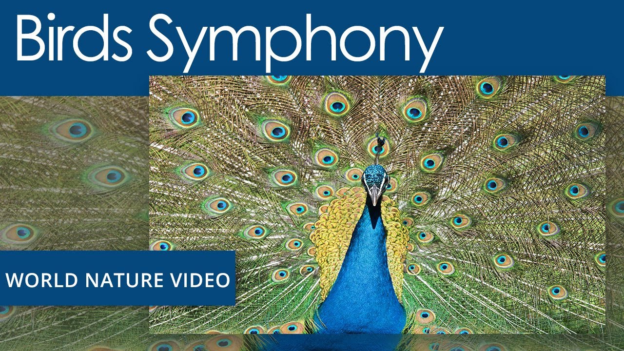 Birds in Slow Motion - Bird Sounds From All over The World from BBC ...