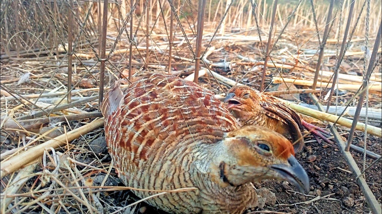 male teetar or usake male bacche ko ek sath kese pakade ! new live ...