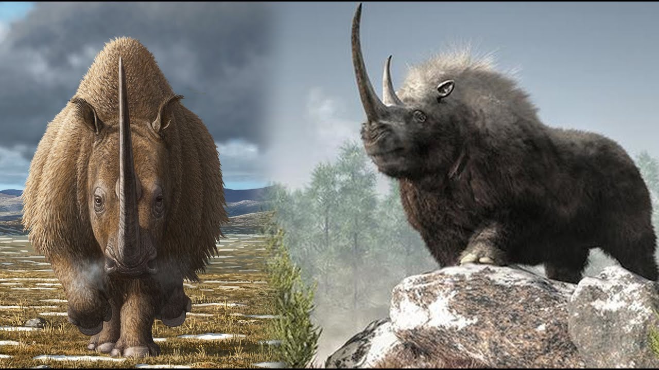 The Woolliest Rhinoceros | Prehistory in the Dark - YouTube