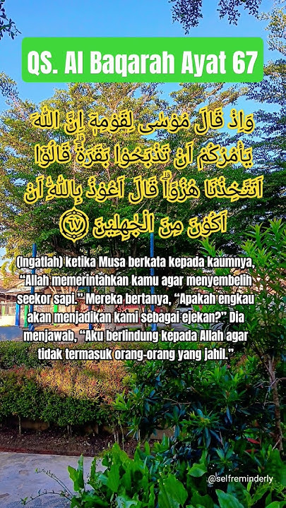 QS. Al Baqarah Ayat 67 #alquran #albaqarah #misharyrashidalfasy #quranrecitation #shortquran # ...