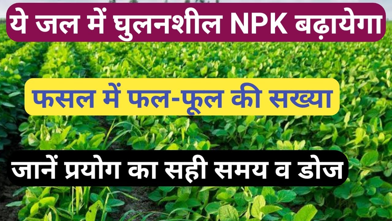 NPK 13 0 45 NPK 13045 Fertilizers Potassium Nitrate Water Soluble