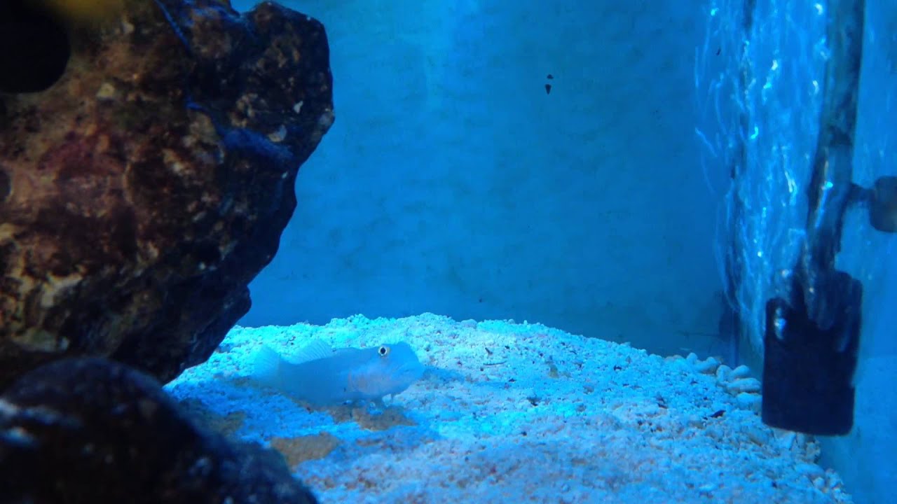 Chalk Goby, Blue dot goby (Valenciennea sexguttata) - YouTube
