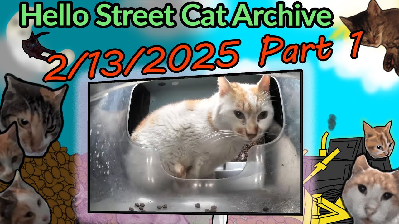 Pookie the Adorable Orange Street Cat Begs for Chicken Treats! 🐈😸 2/13 ...