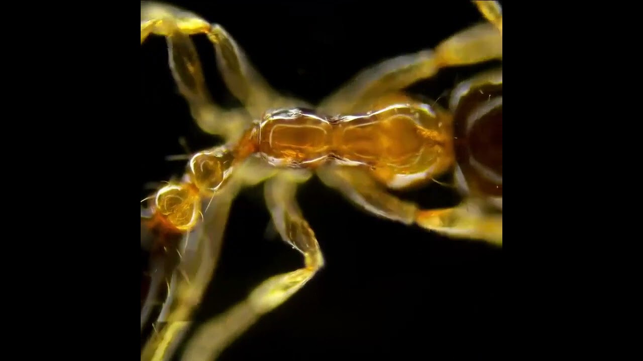 To your attention a live ant under a microscope 😉 - YouTube