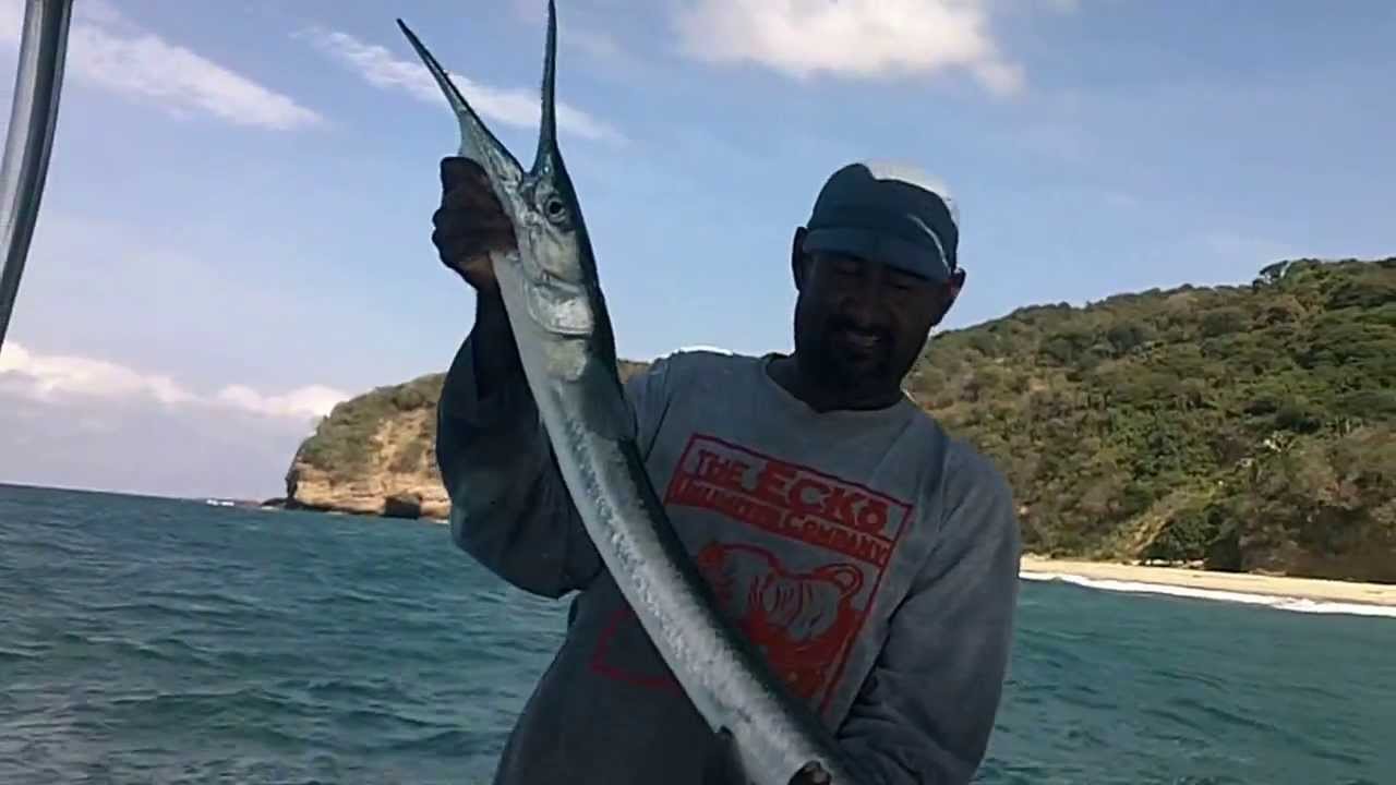 Giant Needlefish