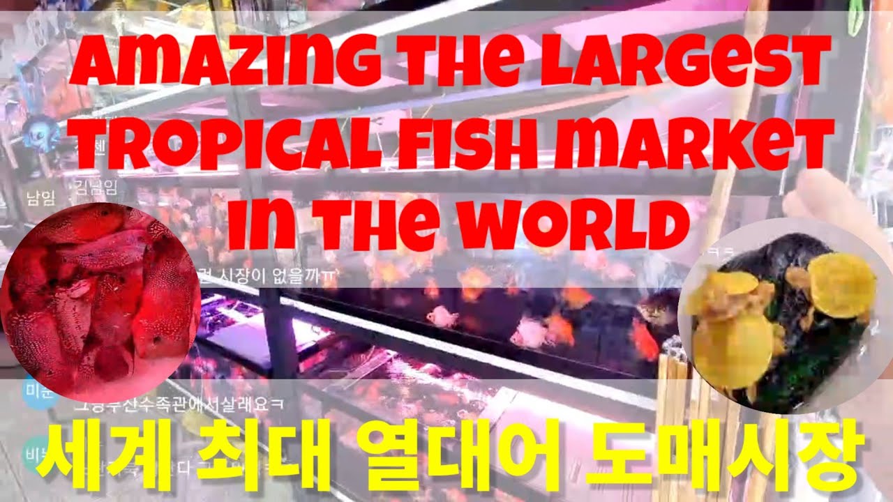 세계 최대 열대어 도매시장(1부) Amazing the largest tropical fish market in the ...