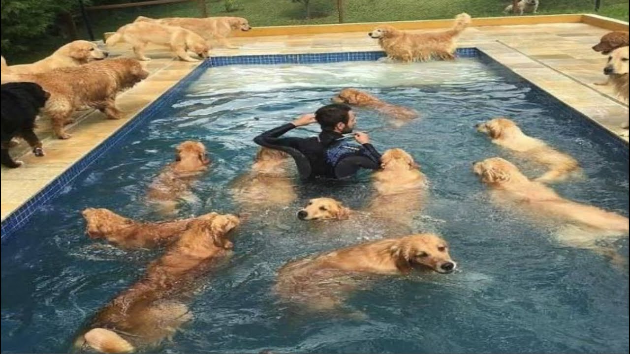 Silliest Creature on Earth- Funny and Cute Golden Retriever Dog - YouTube