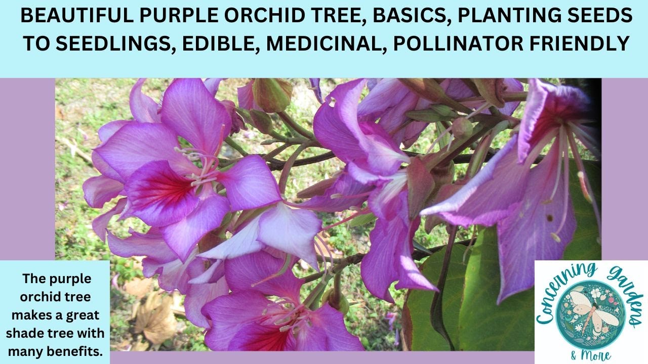 PURPLE ORCHID TREE, BEAUTY, BASICS, GROWING TIPS, GERMINATING SEEDS ...