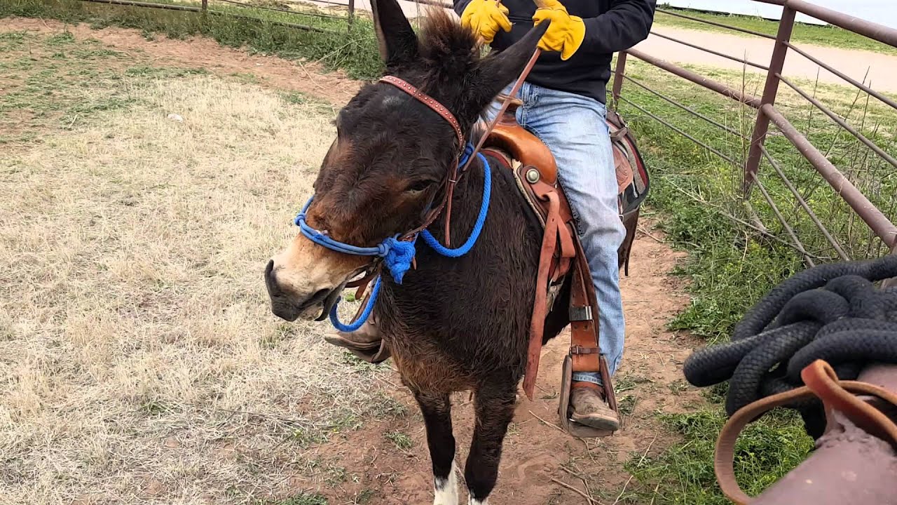 Breaking wild mule day 2 - YouTube
