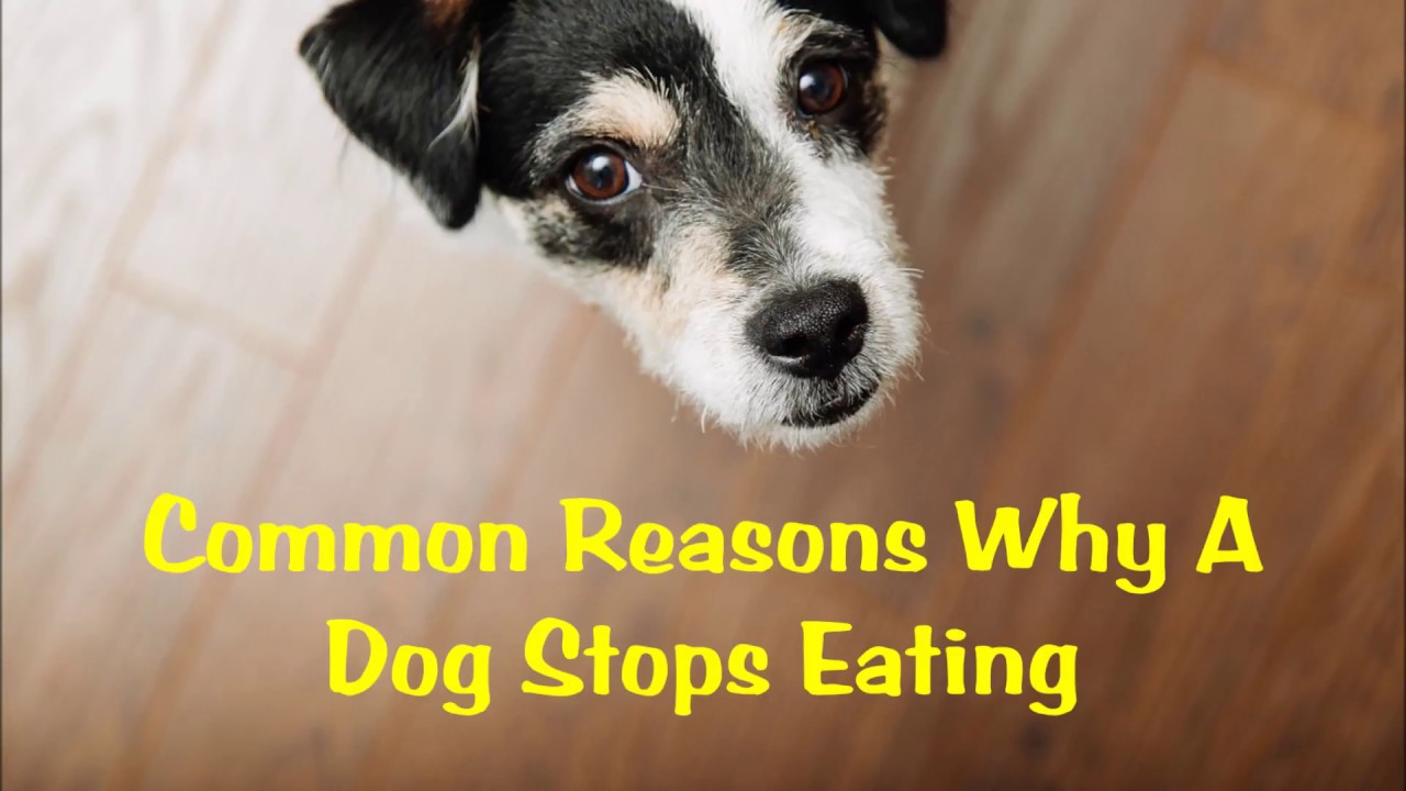 Common Reasons Why A Dog Stops Eating YouTube common-reasons-why-a-dog-stops-eating-youtube