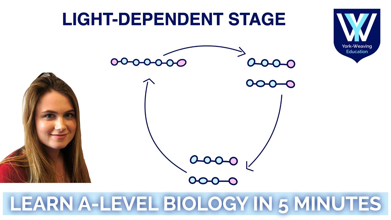 Photosynthesis Light-independent stage | Learn A-Level Biology in 5 ...