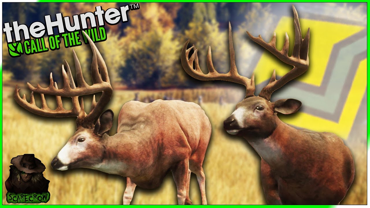 What Is A Diamond Whitetail Deer In Hunter Call Of The Wild at Shawna ...