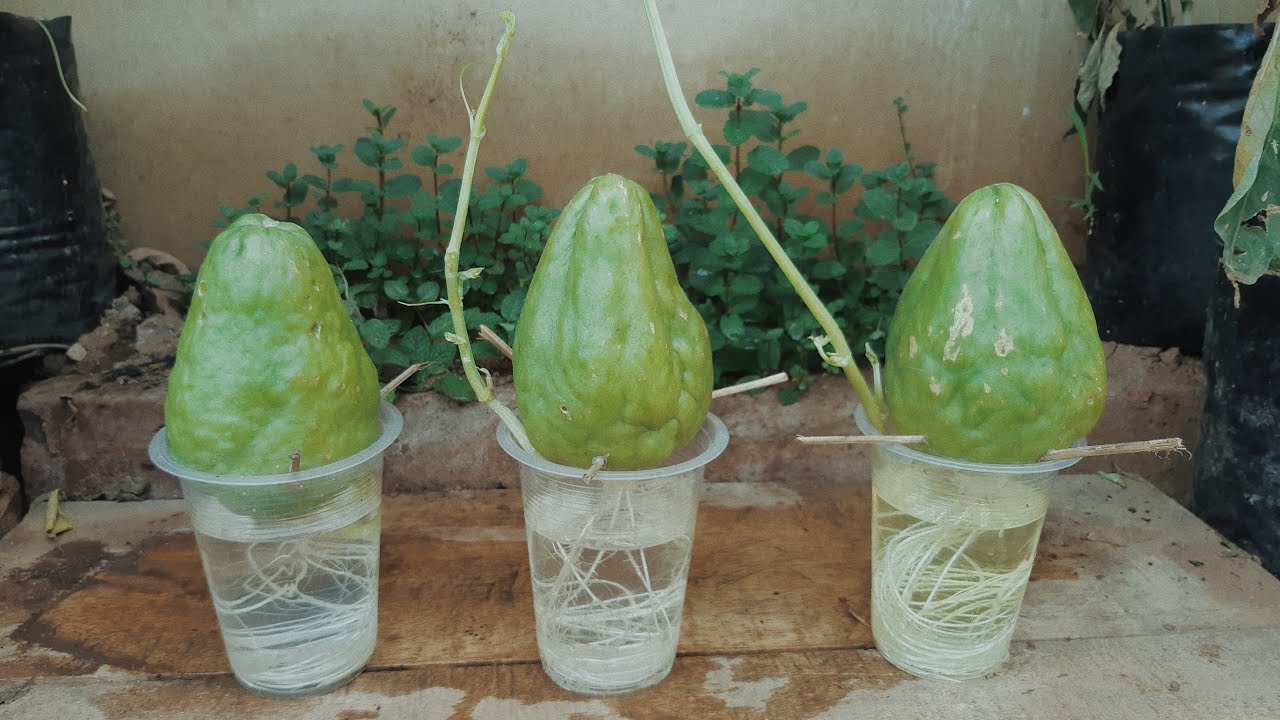 Cara menanam labu siam dengan media air - YouTube
