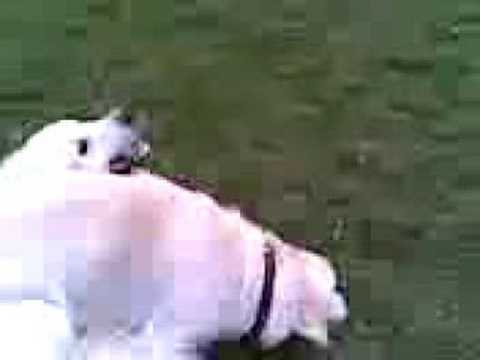 Golden retrievers fighting for fun - YouTube