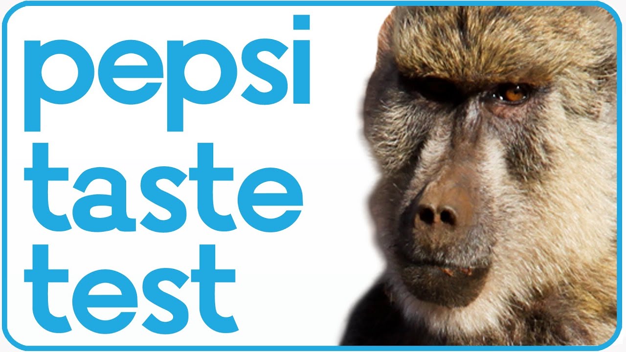 Monkey Loves Pepsi - YouTube