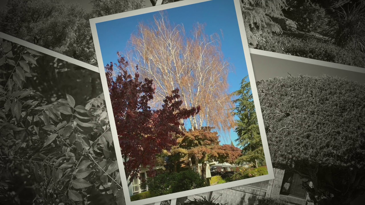 Sacramento Pocket Fall of 2020 Trees - YouTube