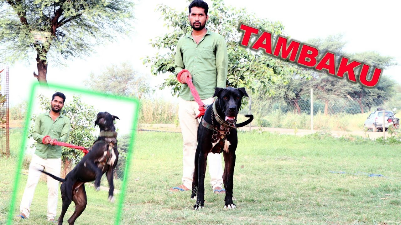 TAMBAKU @Bullydogsinindia. Ultimate and full energetic dog - YouTube