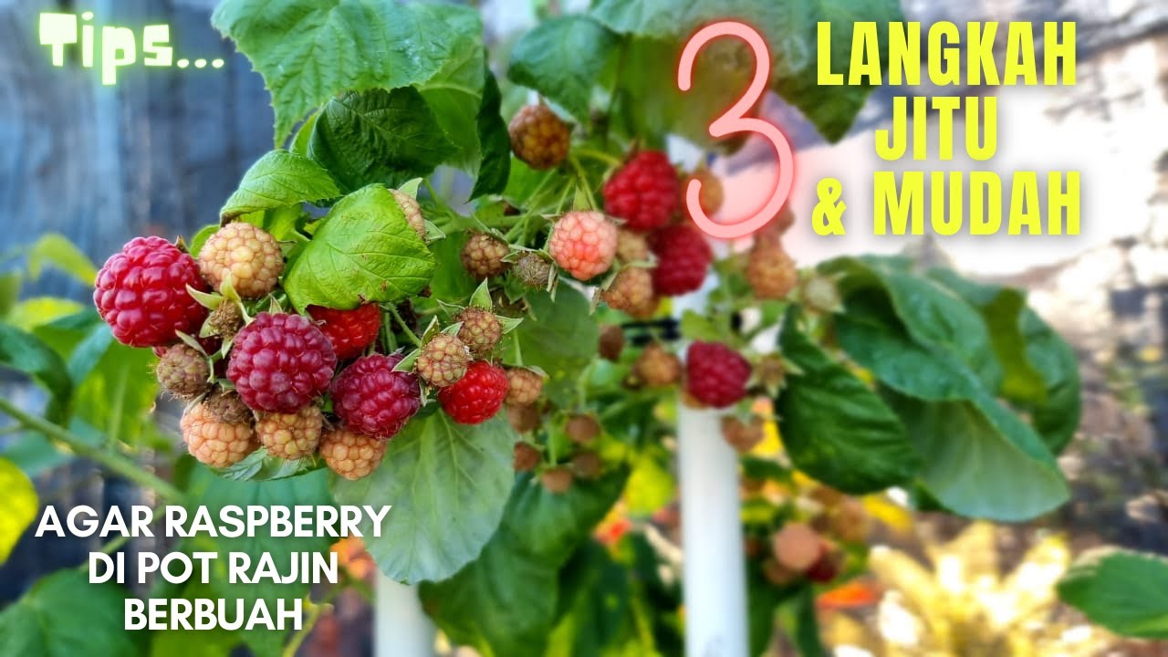 Tips Sederhana agar raspberry di pot rajin berbuah - YouTube