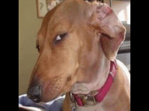 the day i become a dog | Albion Online - YouTube