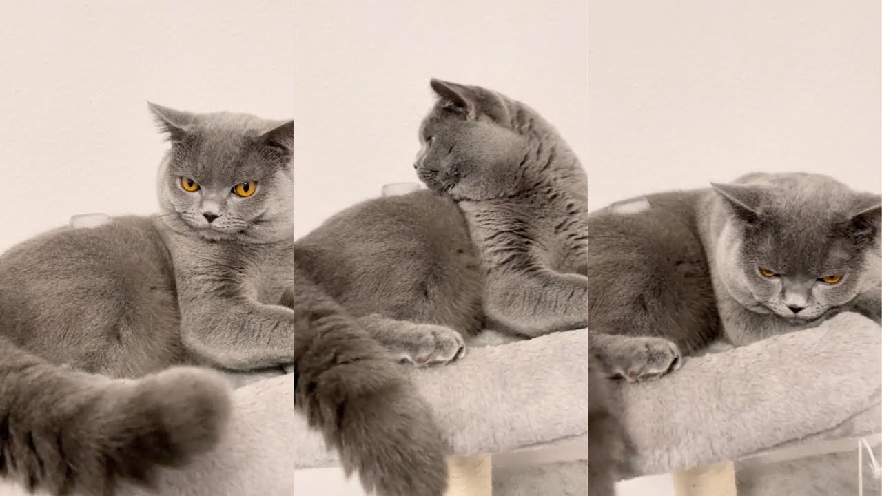 Put an ice cube on your cat and see what they do..#7 - YouTube