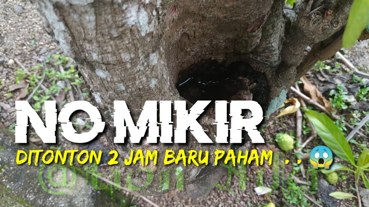𝙋𝙚𝙣𝙪𝙣𝙜𝙜𝙪 pohon 𝙈𝙚𝙣𝙜𝙠𝙪𝙙𝙪 𝙋𝙖𝙘𝙚 - YouTube