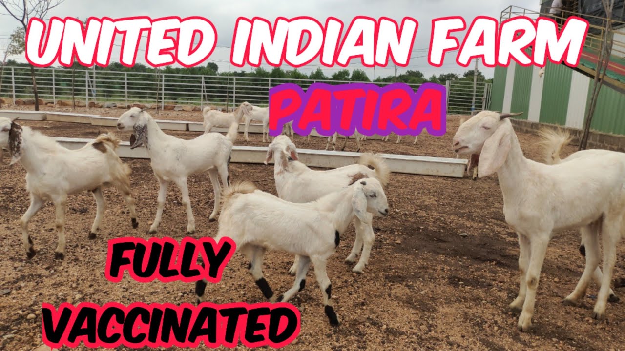 United Indian farm well settled and vaccinated goats available in ...