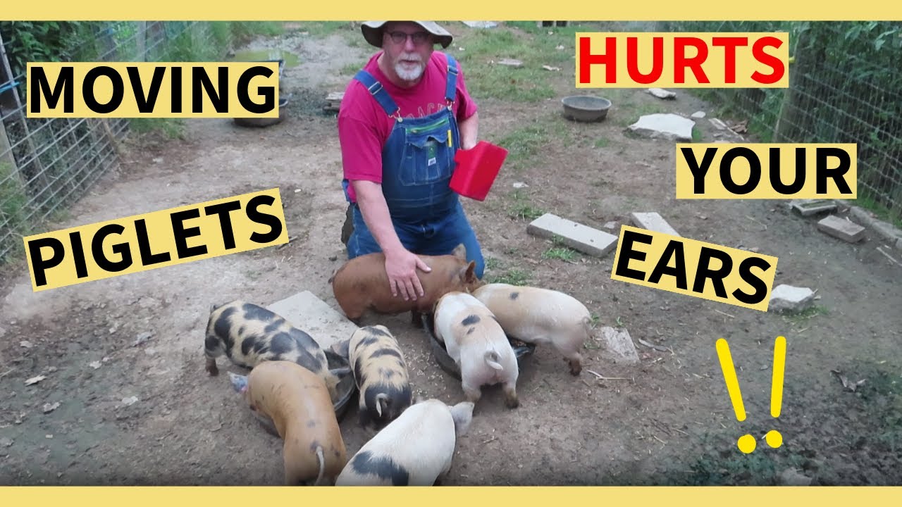 MOVING SQUEALING PIGLETS TO A NEW PASTURE - YouTube