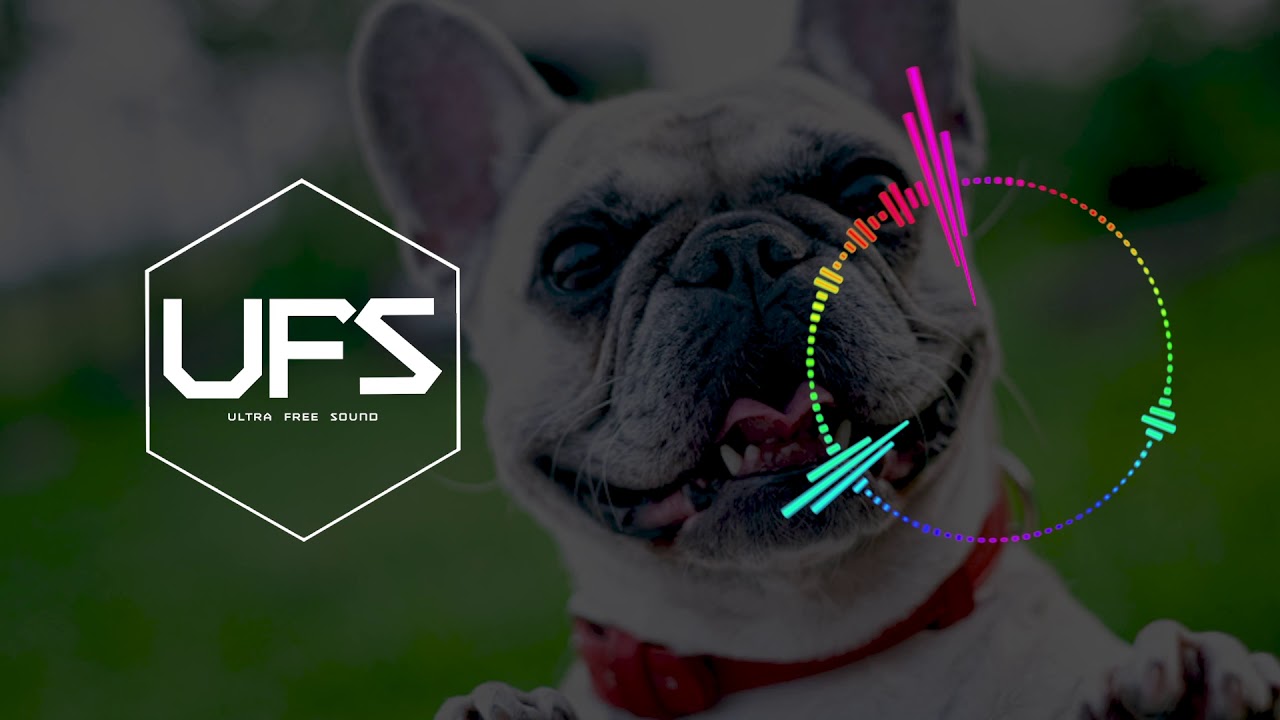 【著作権フリーBGM】EDM for dogs - YouTube