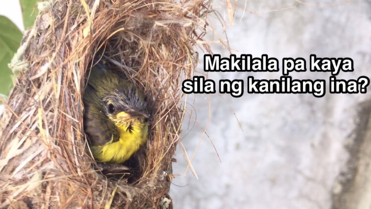 Rescuing An Olive-backed Sunbird ( Tamsi ) Chicks | Tamsi - YouTube