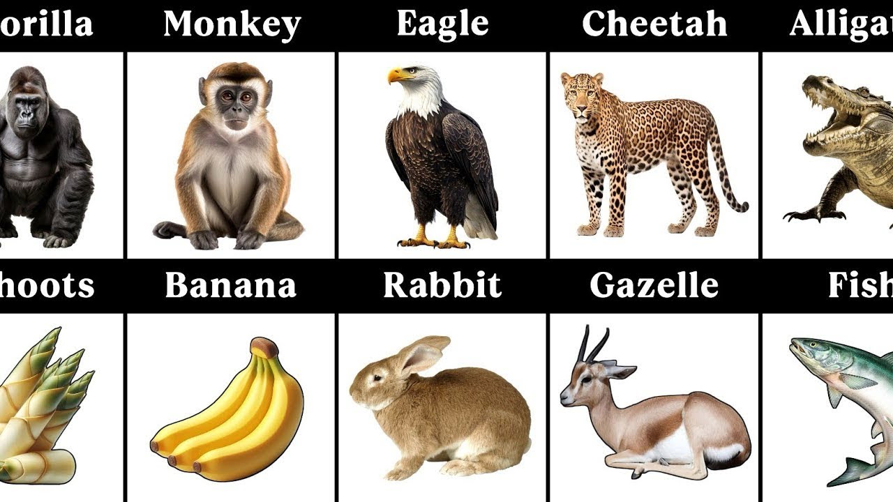 Top Favorite Foods of Animals Around the World - YouTube