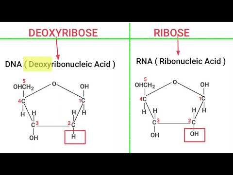 RIBOSE vs DEOXYRIBOSE Sugar - YouTube