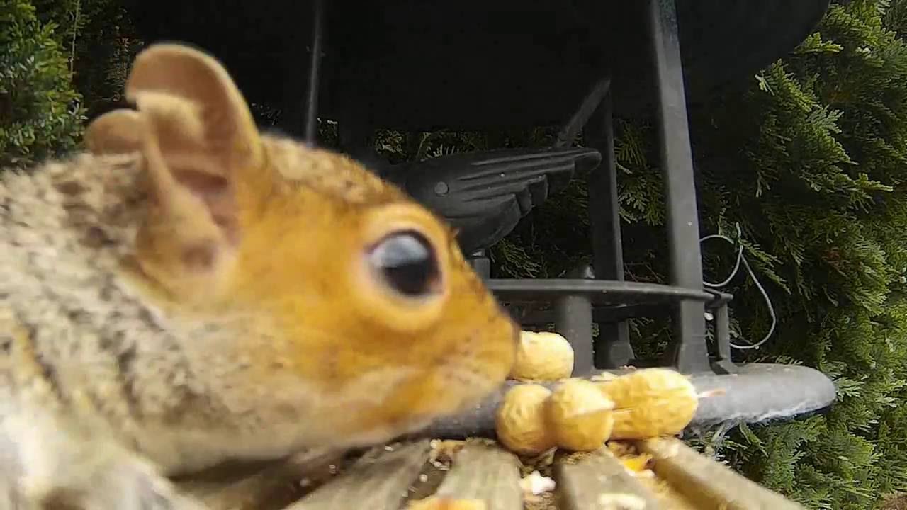 Cyril the Squirrel 2 - YouTube