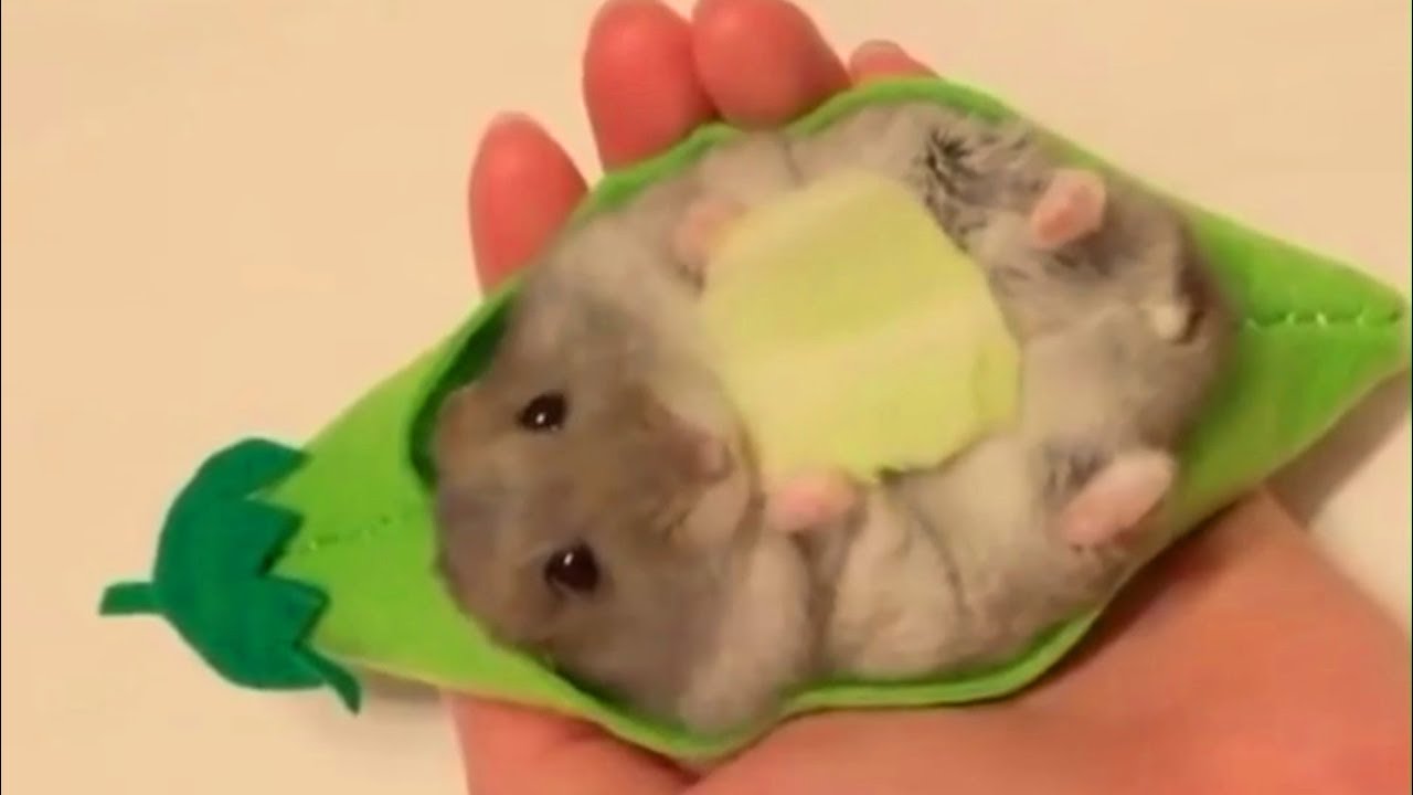 Cute Hamsters and Cub Hamster Doing Things - YouTube
