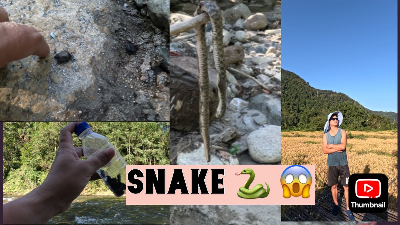 Mission Stone Gandhi Bug // with siblings // Found Snake 🐍. #travel # ...