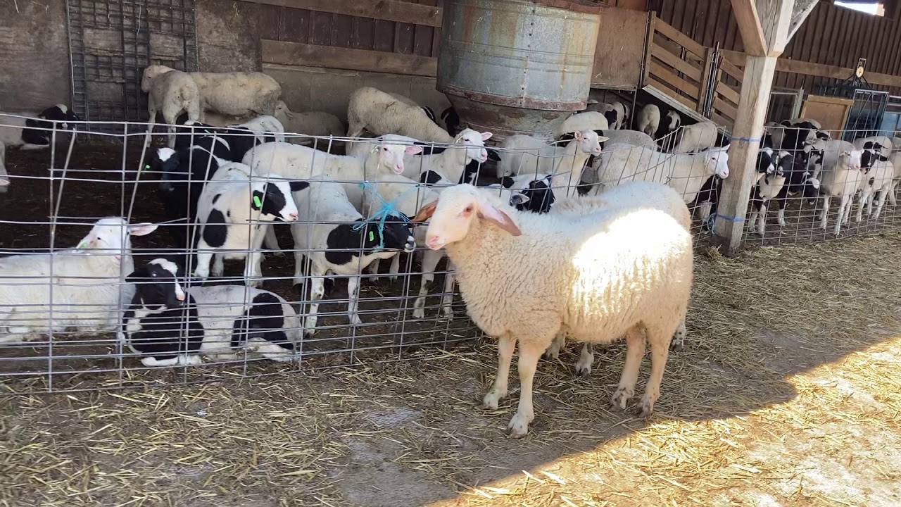 Assaf ram lambs 1 - YouTube