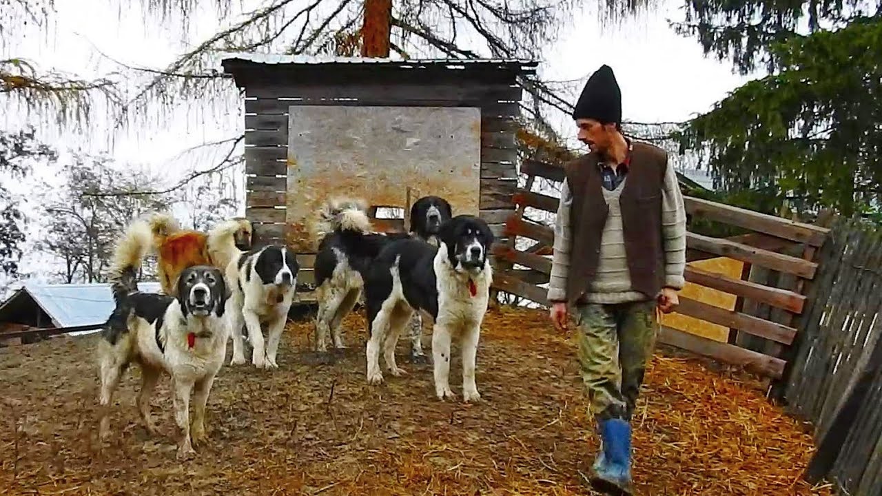 14 CAINI CIOBANESTI SI 250 DE OI SI CAPRE LA STANA FRATILOR GOSPODARU ...