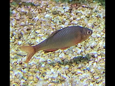 ミヤコタナゴ Tokyo bitterling Tanakia tanago - YouTube